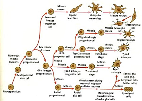 The Neural Cell Lineage